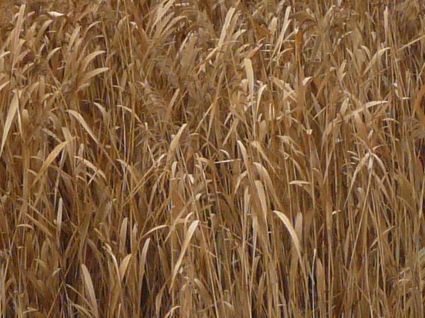 tall grass texture 0003 - Texturelib